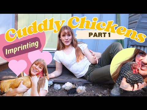 How To Get Super Cuddly Chickens | My Full MAMMA HEN METHOD | PART ONE