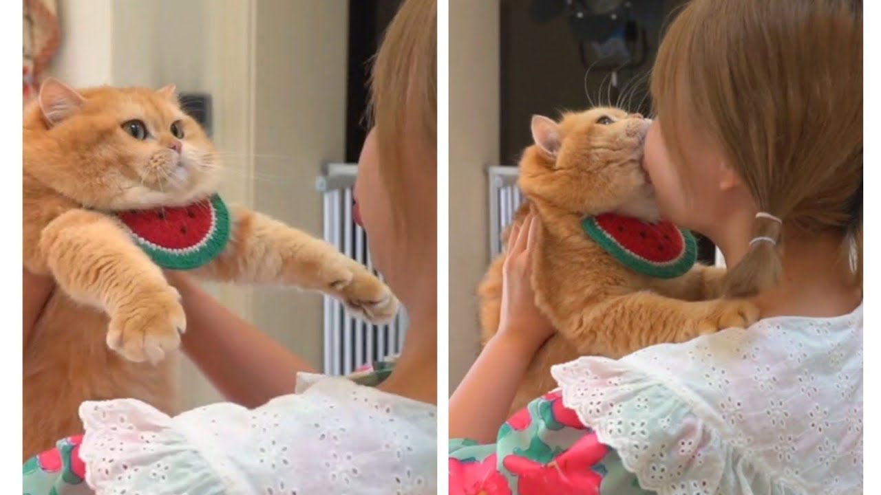 Cute Cat || Daily Routine Work By Cat - YouTube