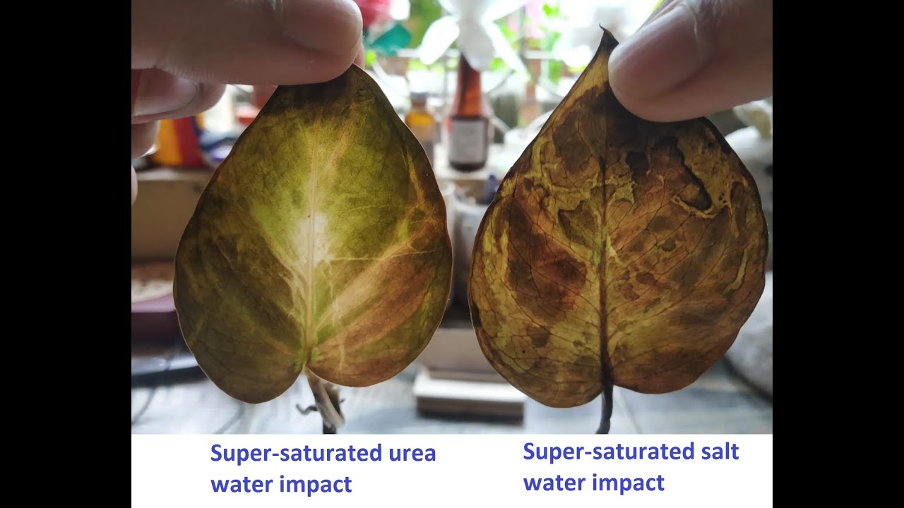 Super-saturated urea water vs. Super-saturated salt water - YouTube