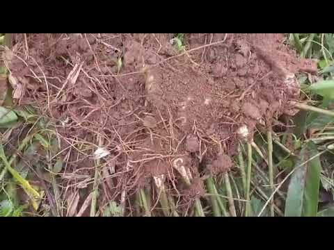 Harvesting Alpenia Galangal.