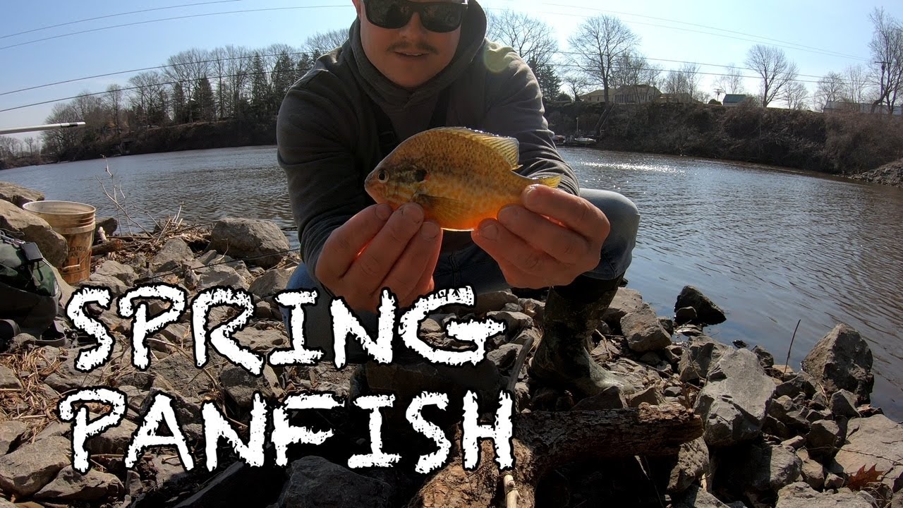 Spring PANFISH from Shore!!! (Last Resort Fishing) - YouTube