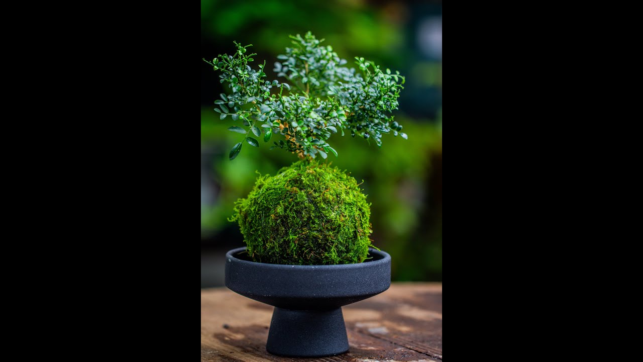 DIY tutorial: make a moss ball, long term needed to fully covered with ...