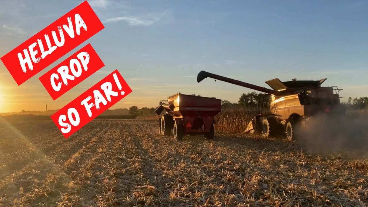 Ride Along For Some Corn Harvest Action! - YouTube