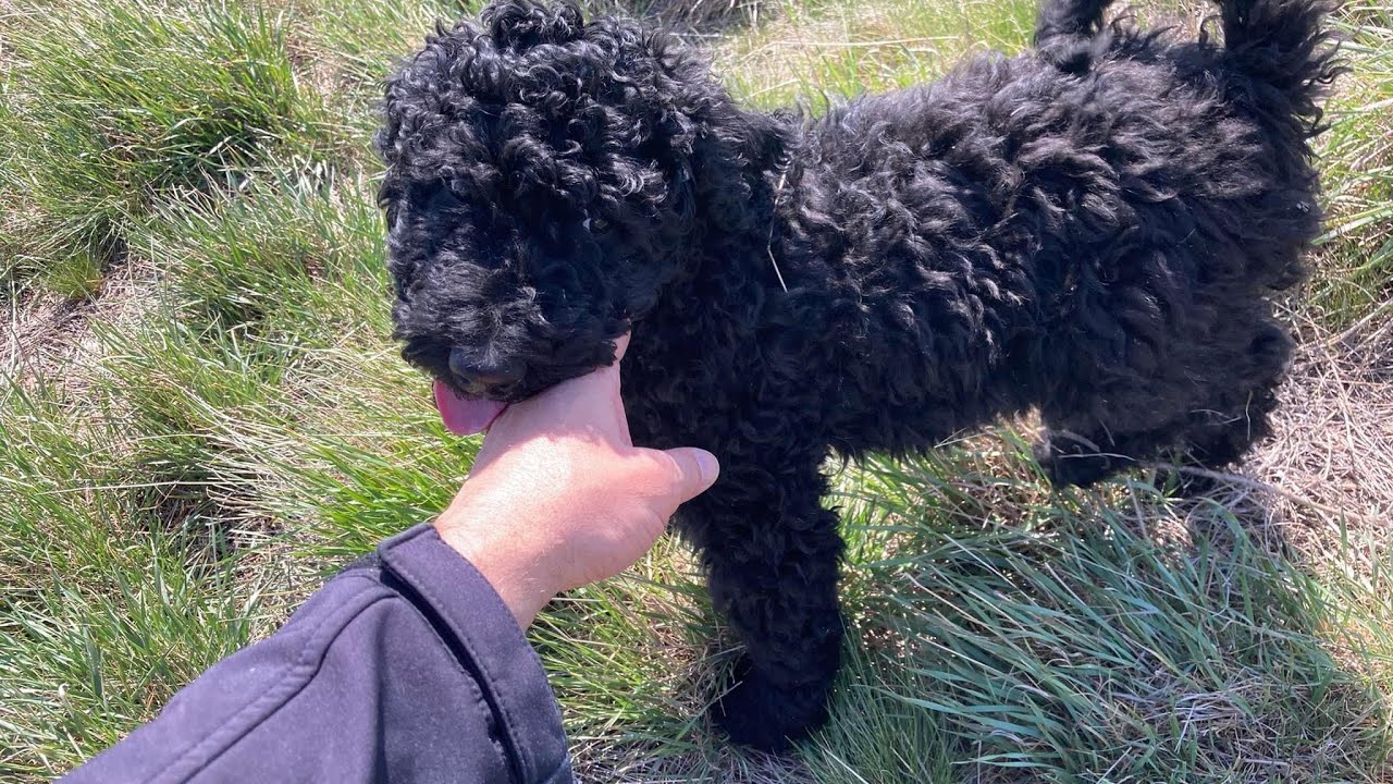 Training a Labradoodle for mountain lion and blood trailing - YouTube