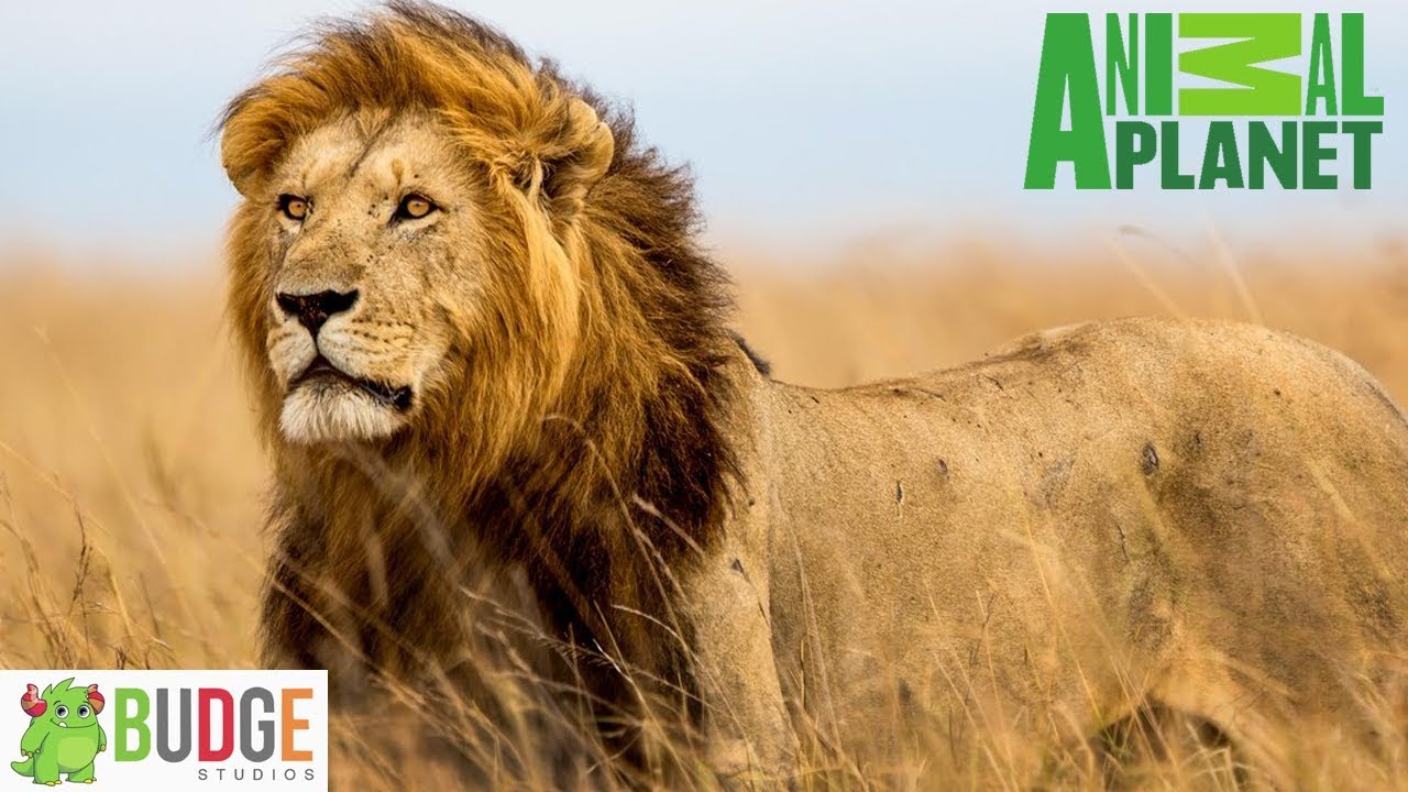 Animal World (Budge World) - Learning about the Big Cat - YouTube