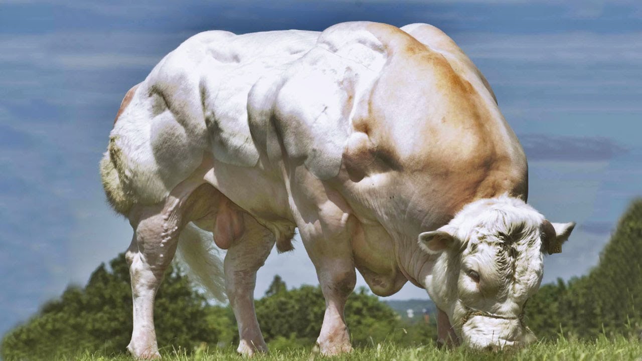 SHOW Raza de TORO Belga Azul 2020 - YouTube