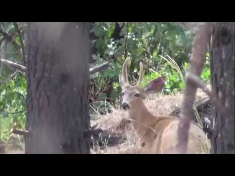 Hmong Hunting D6 Archery Deer & Squirrel 2016 - YouTube