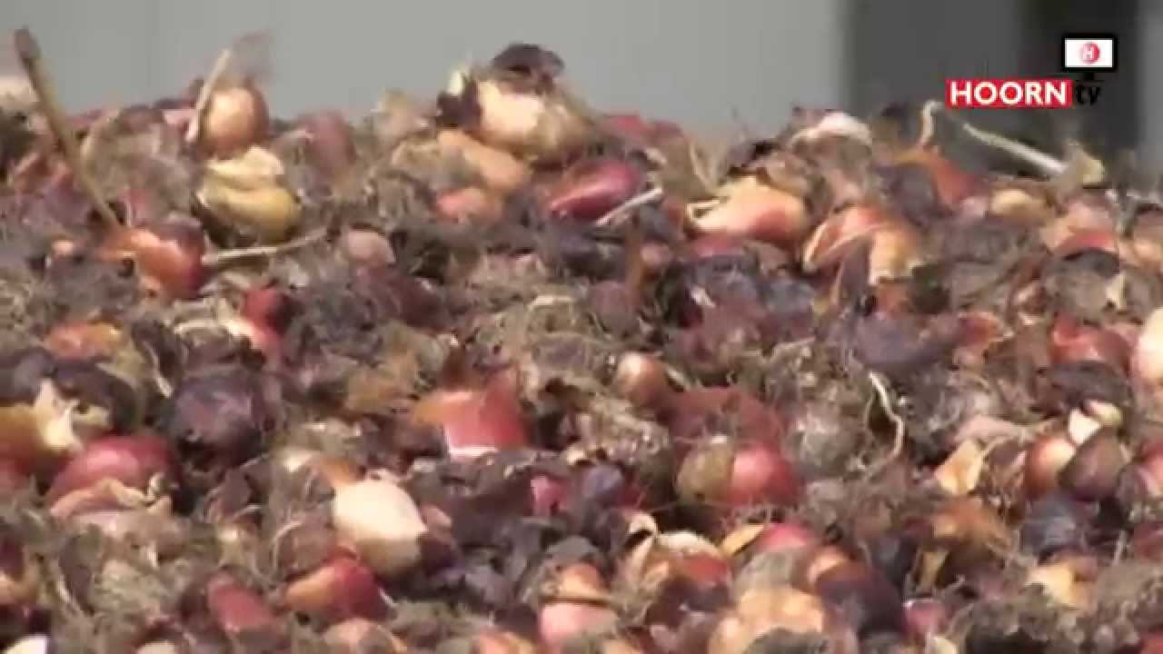 Bollen pellen als vakantiewerk - YouTube