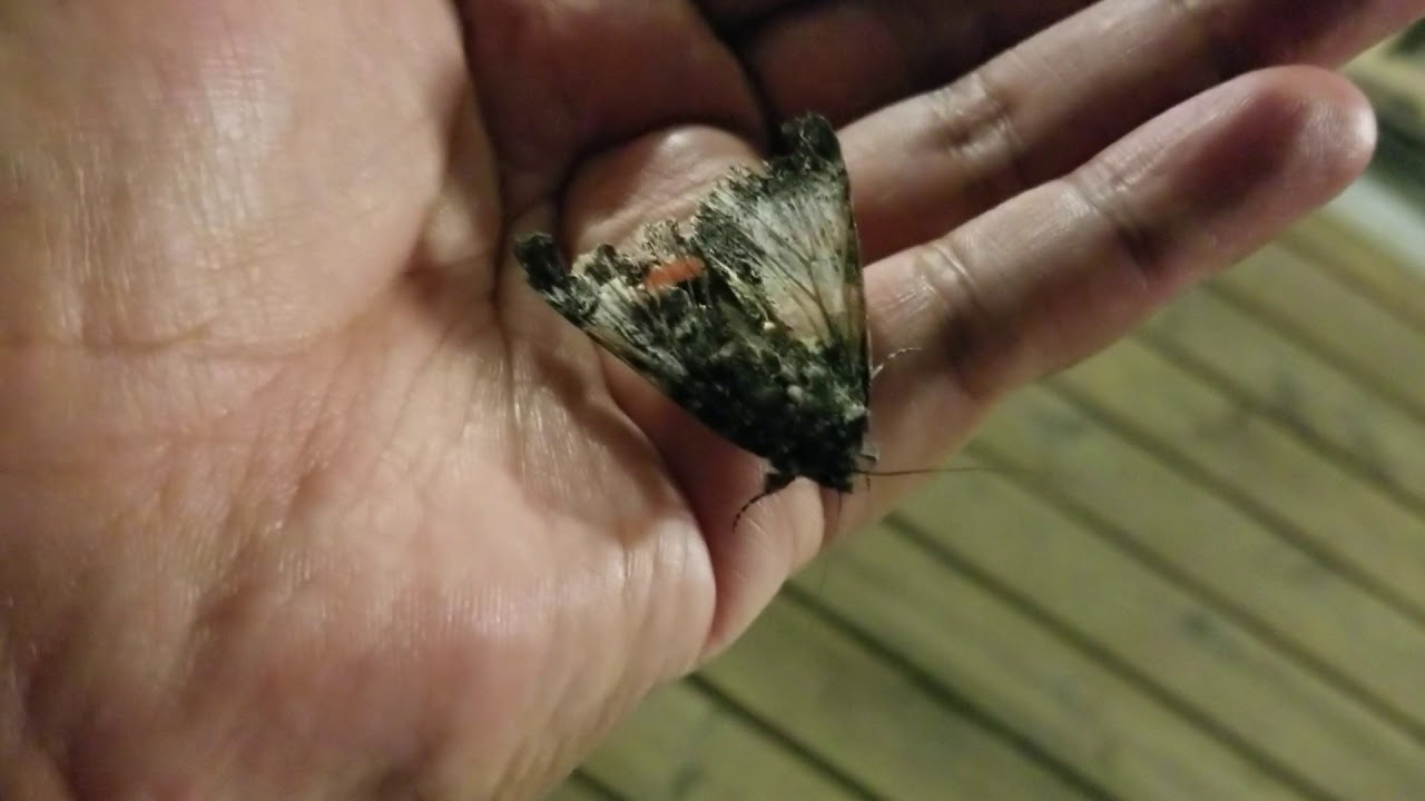 Enjoying The moment before Midnight(hanging out with the Big Moth ...