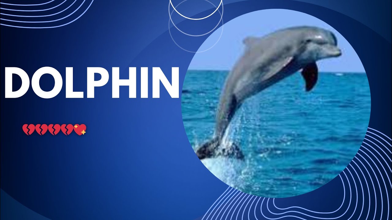 Dolphin - YouTube