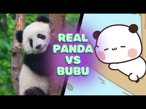 Funny Panda vs Bubu: A Fun Comparison | Bubu Dudu