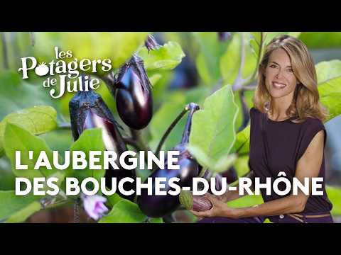 L'aubergine de Barbentane - Les potagers de Julie