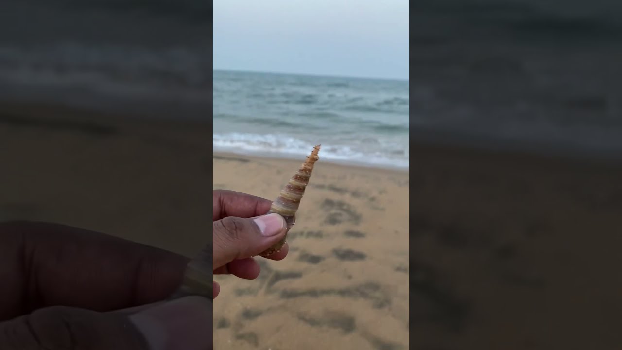 What inside a sea shell 🐚 - YouTube