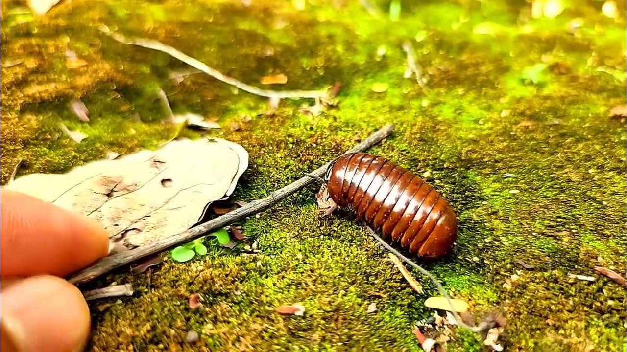 Exploring, Discovering And Captured Big Worm Millipedes, Insects ...
