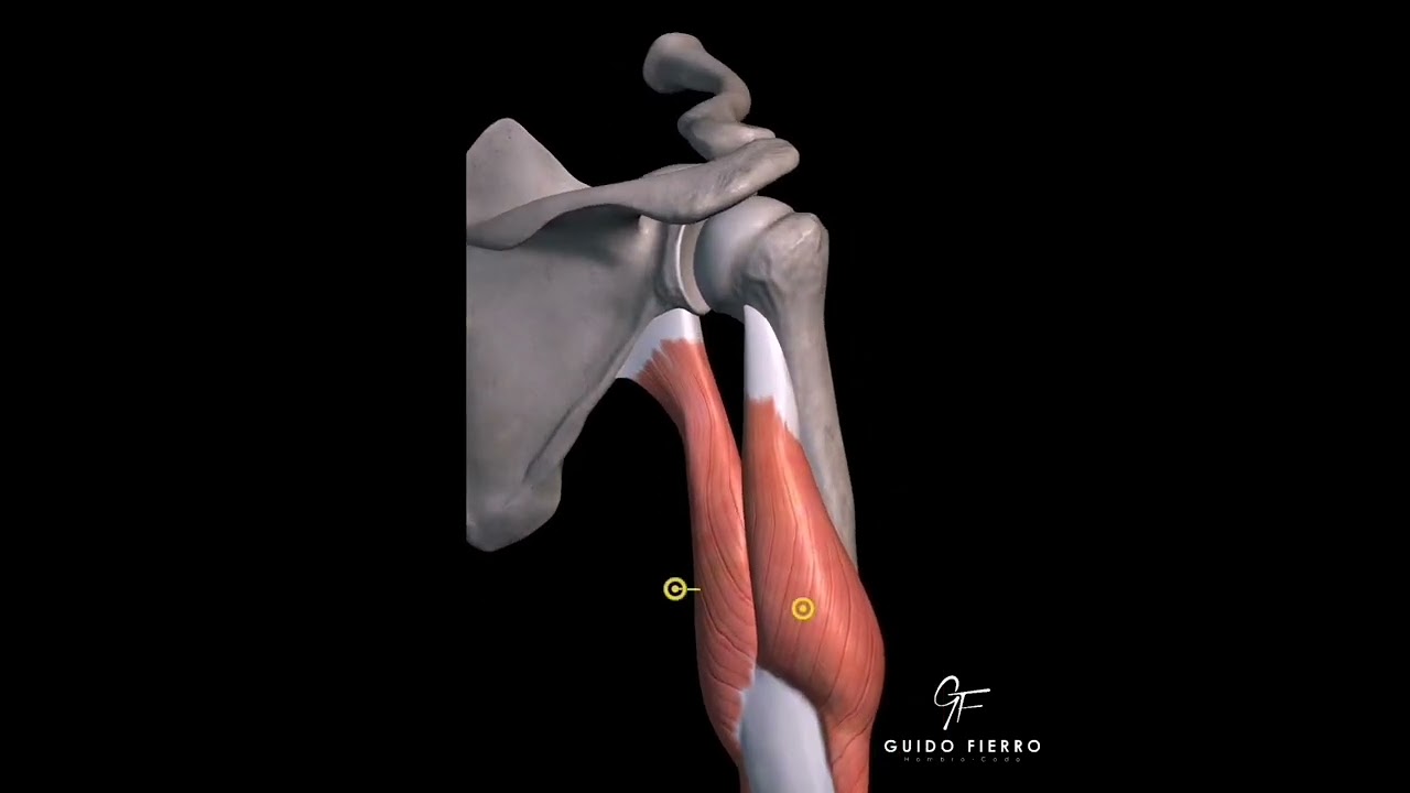 Músculo tríceps en resonancia de hombro - YouTube
