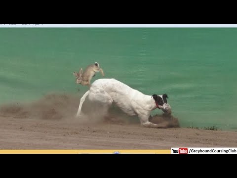 exciting greyhound vs rabbit coursing race competition Pakistan - YouTube