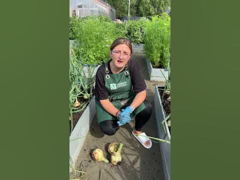 Важное о луке Эксибишн #семена #сад #семенаалтая - YouTube