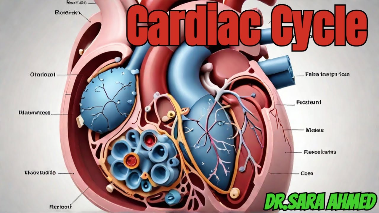 Mastering the Cardiac Cycle: Essential Guide for Med Students - YouTube