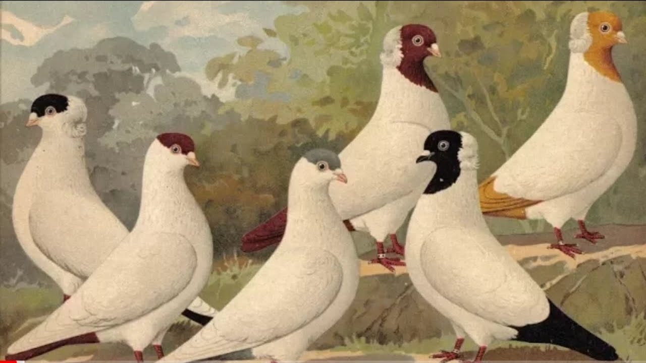 Black, Merron and Brown Helmet pigeons and pair - YouTube