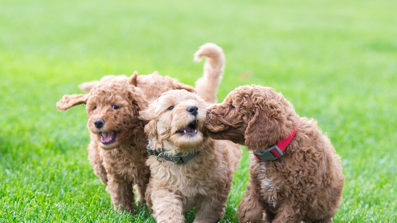 Red Maple Doodles Live Stream - YouTube