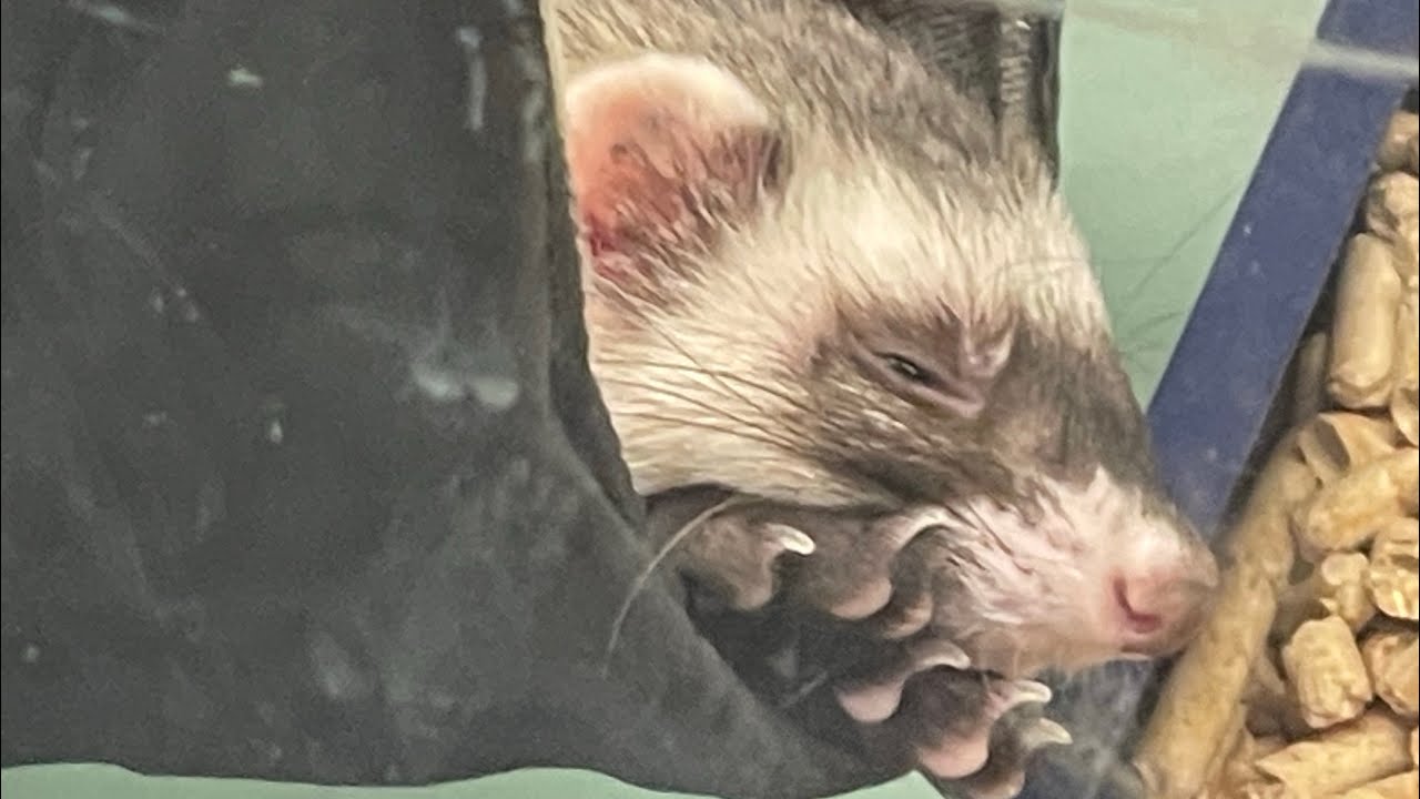 Cool Ferret in Kojima pet store - YouTube