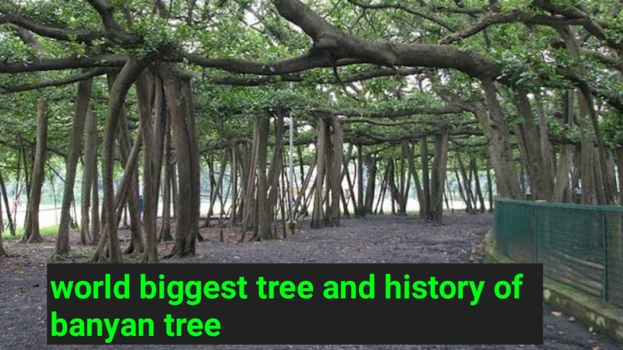 world biggest banyan tree // history of timmamma marimanu - YouTube