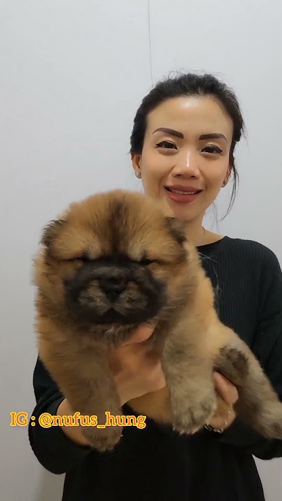 jual anakan anjing chow chow super fluffy and giant | chowchow puppies for sale | rich dog - YouTube