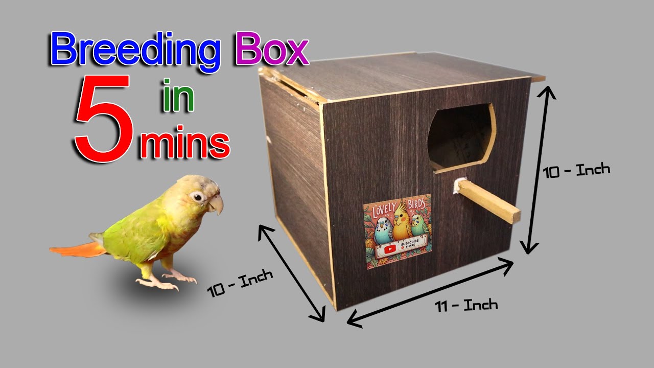 DIY Breeding Box in 5 Minutes! | Quick and Easy Birdhouse Build | How ...