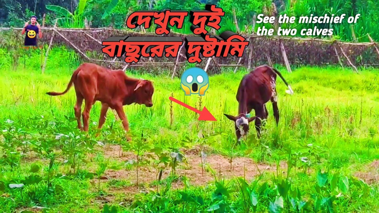 See the mischief of the cow's two calves | 😱দেখুন গরুর দুটি বাছুরের ...
