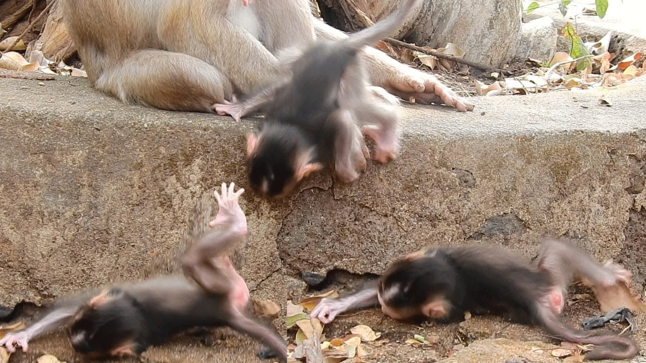 So s.a.d video! baby Mono learns to walk until di.zzy and f.alls to ...