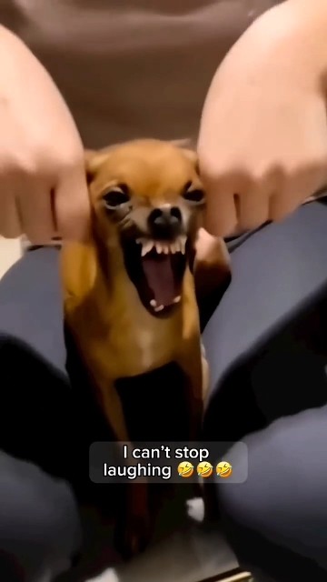 I can't stop Laughing Funny Animals #viralvideo #animals #youtubeshorts ...