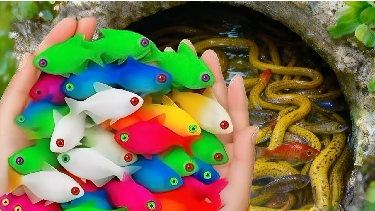 Incredible fish catching video, catching freshwater fish, ornamental ...