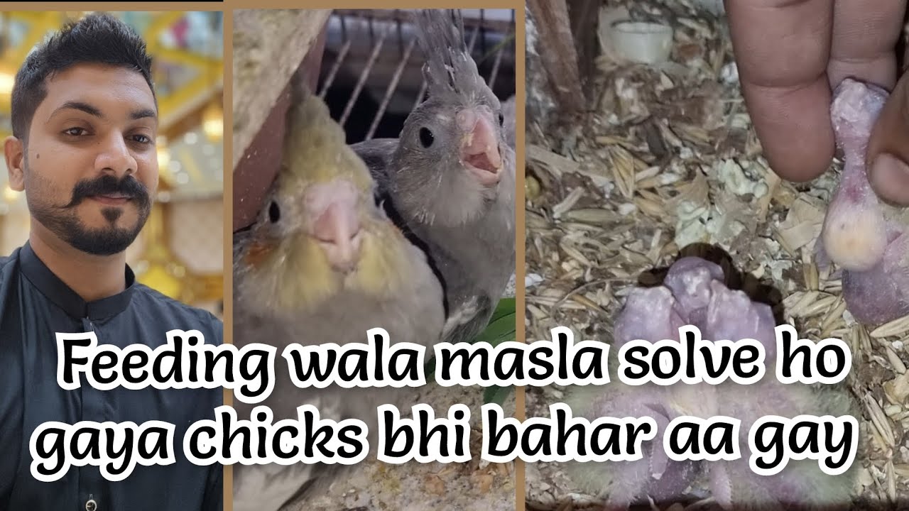 Feeding wala masla solve ho gaya chicks bhi bahar aa gay | Feeding ...