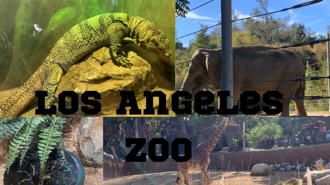 Los Angeles Zoo Walking Tour Of Animals - YouTube