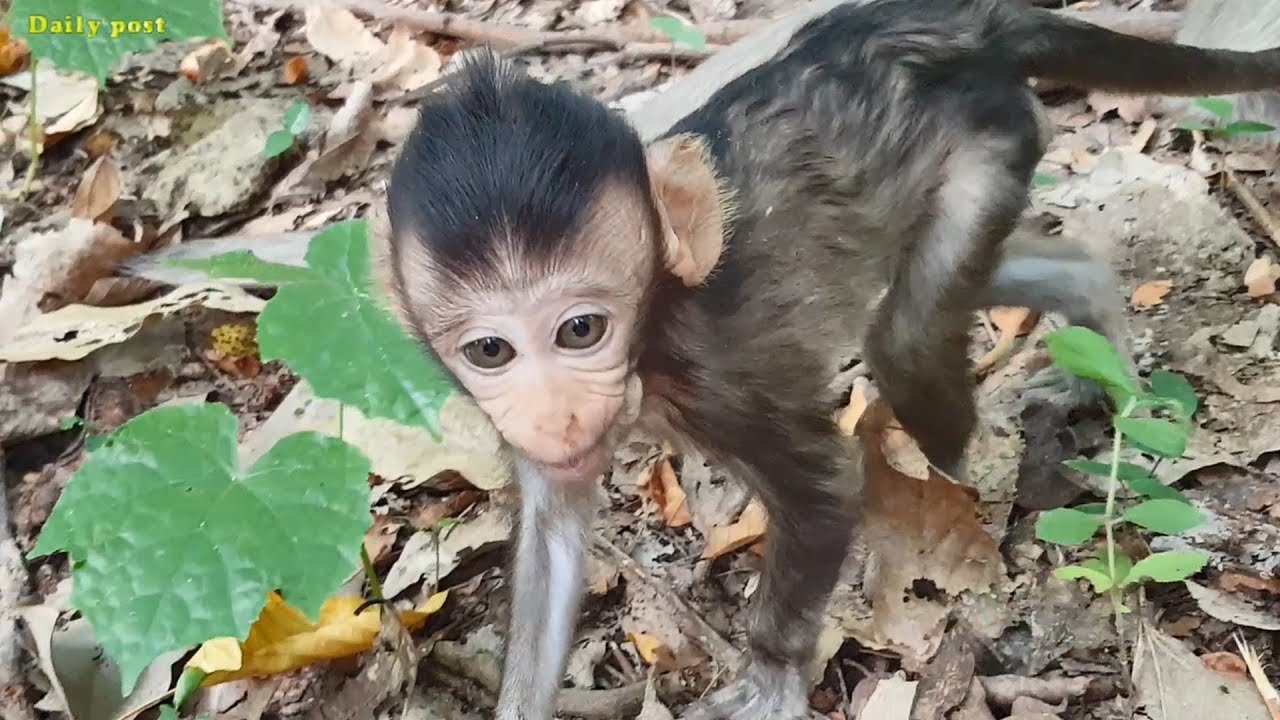 Poor baby Bella so beautiful monkey | Sirika monkey grabs food from Bella | Bella eats too much ...