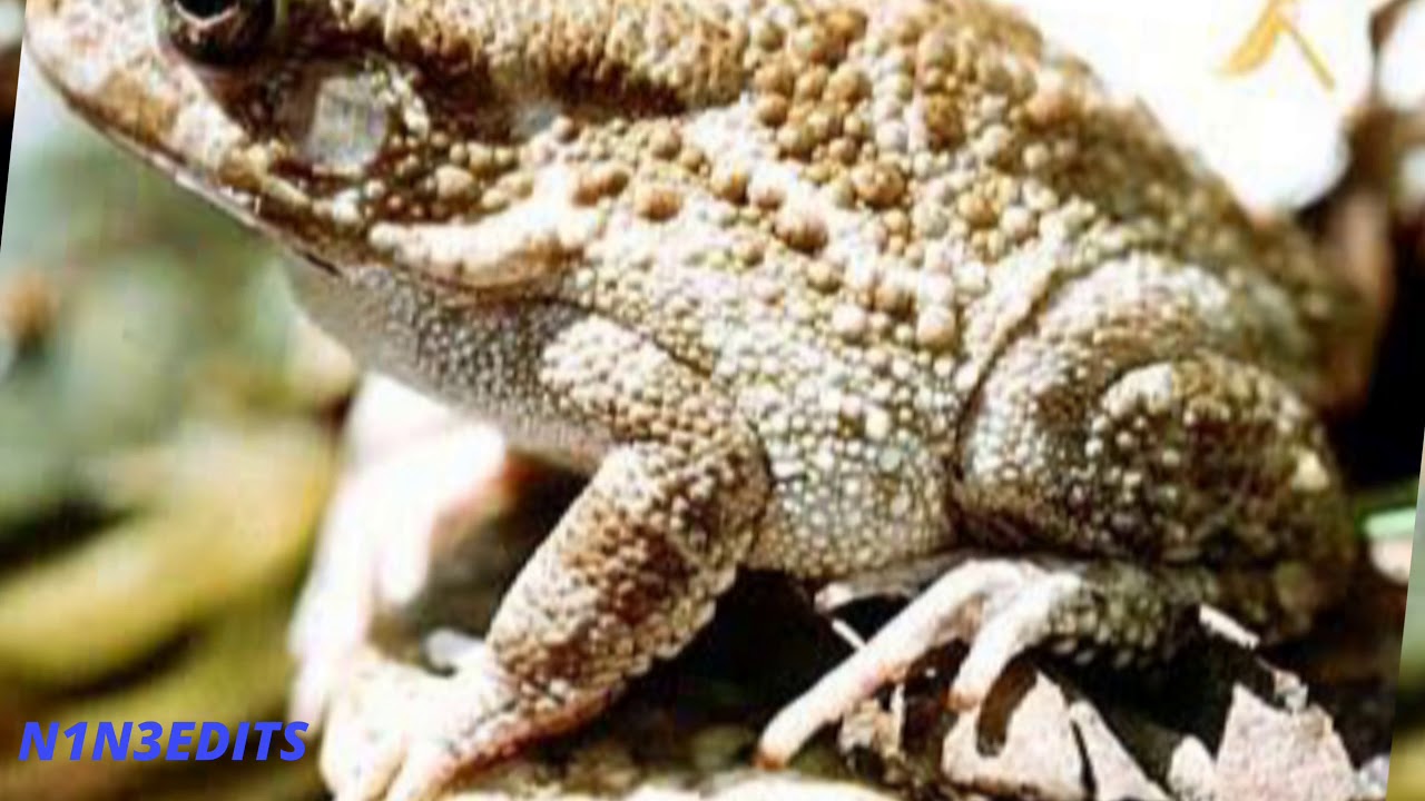 Bufos regularis-edit - YouTube