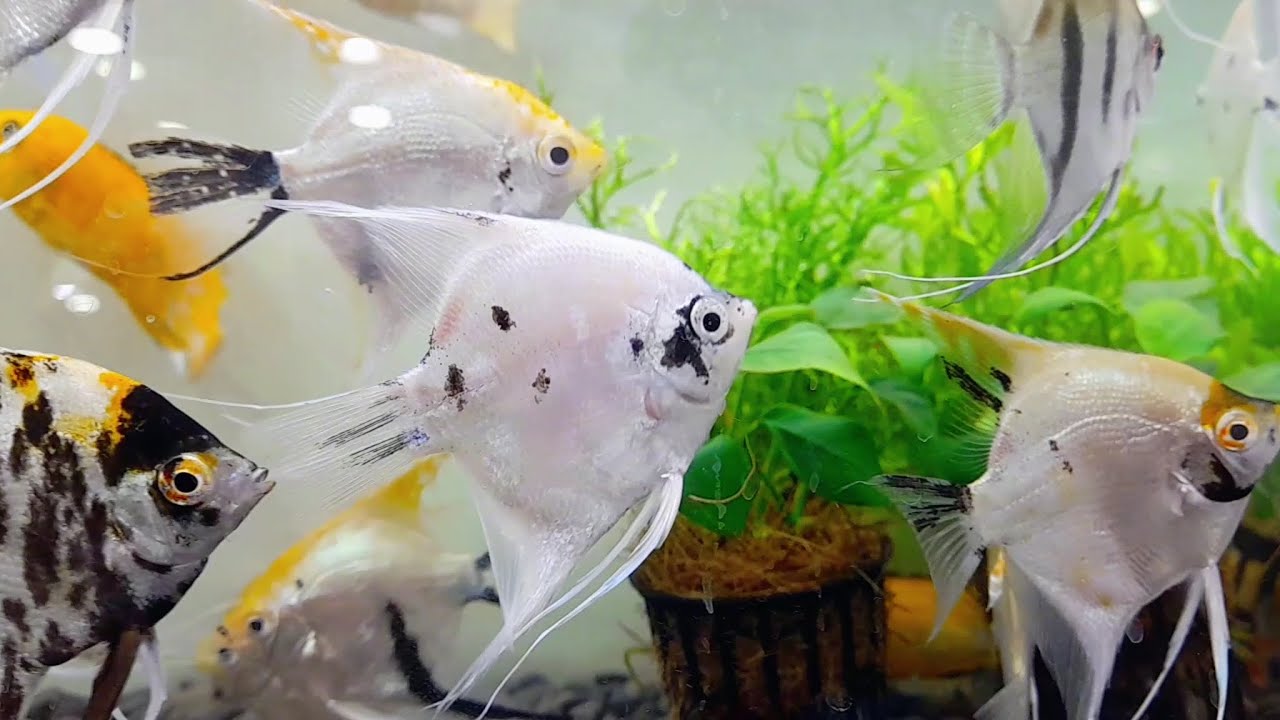Cute angel Fish plants inside aquarium/4k - YouTube