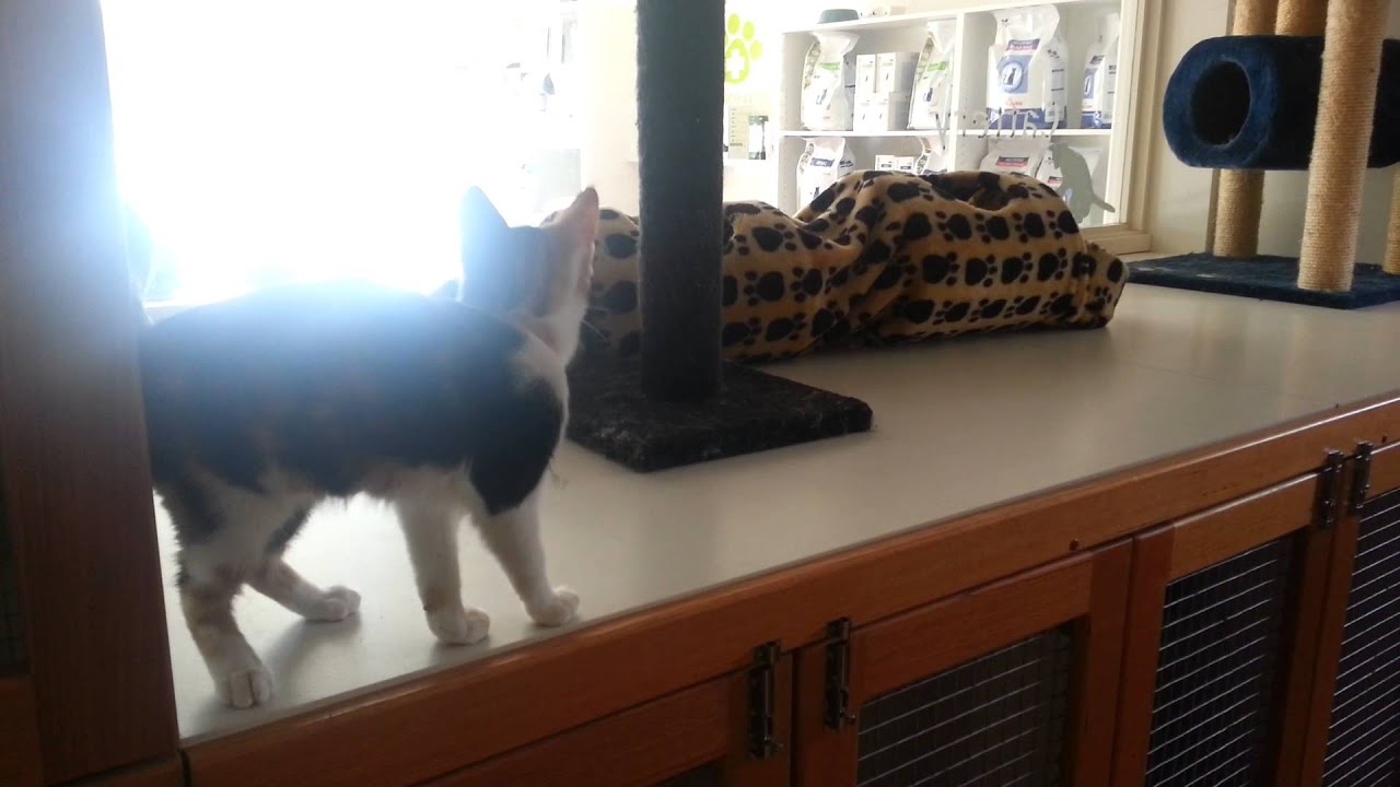 Cattery Cuties: Coco & Taylor! - YouTube