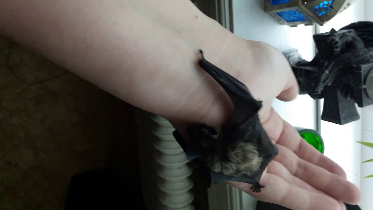 Tiny bat got lost - YouTube