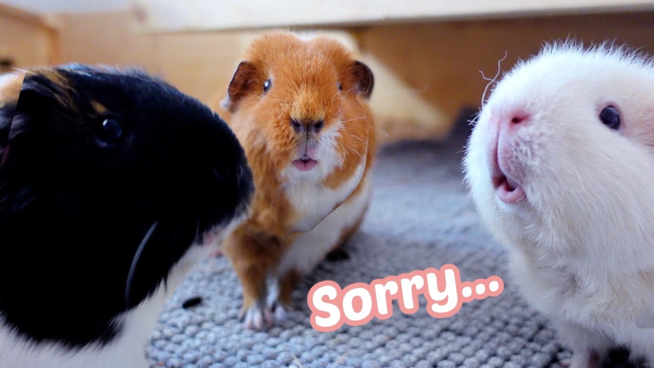 I Made a Guinea Pig Mistake - YouTube