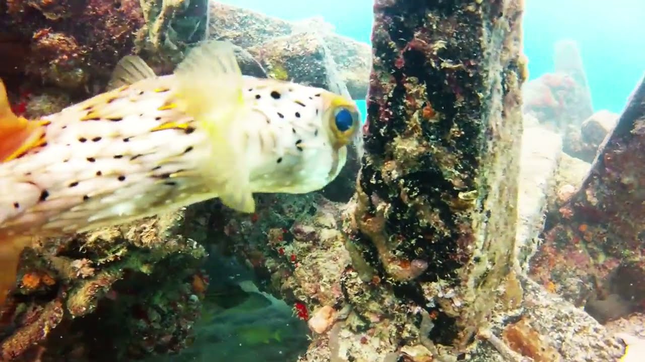 Balloon Fish - YouTube