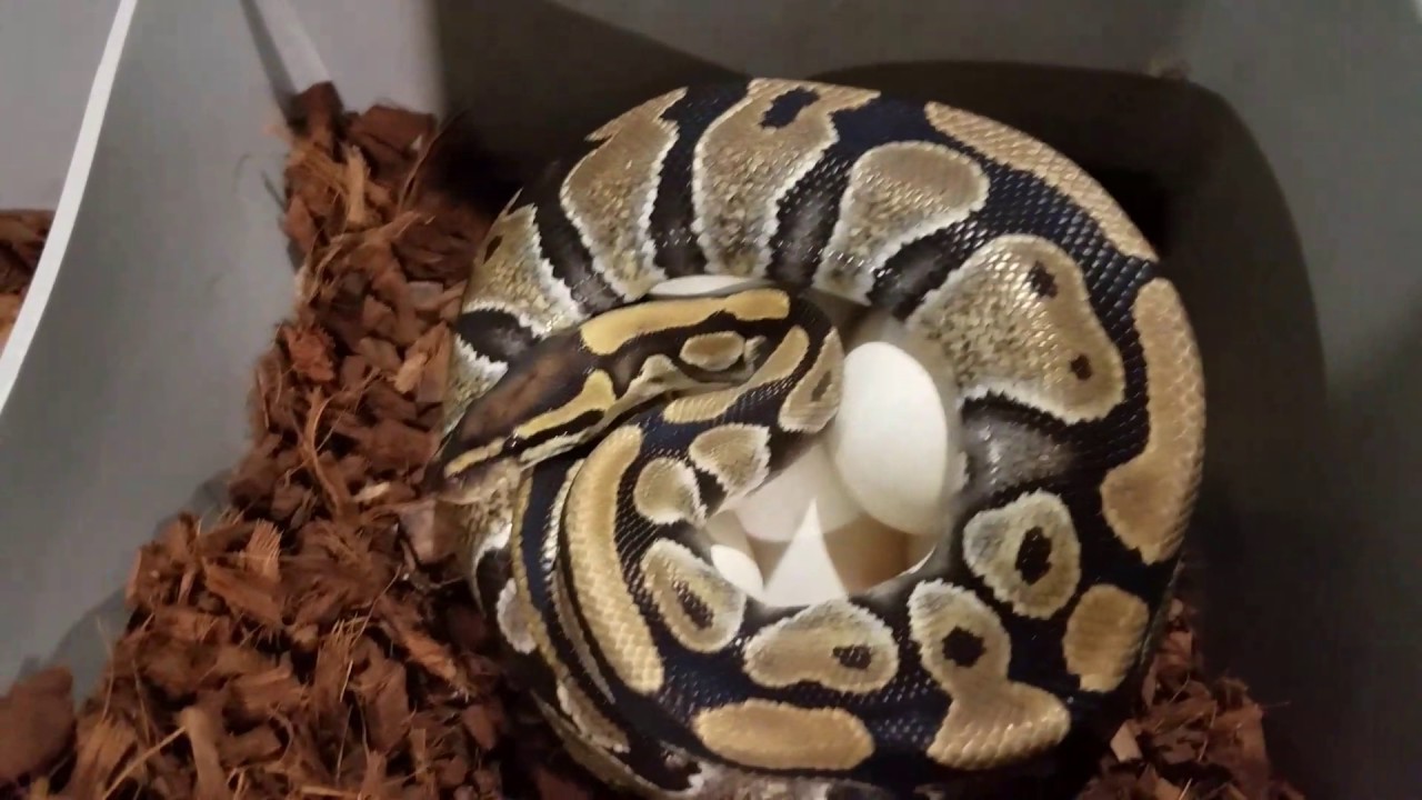 Ball python clutches #6 and 7. - YouTube