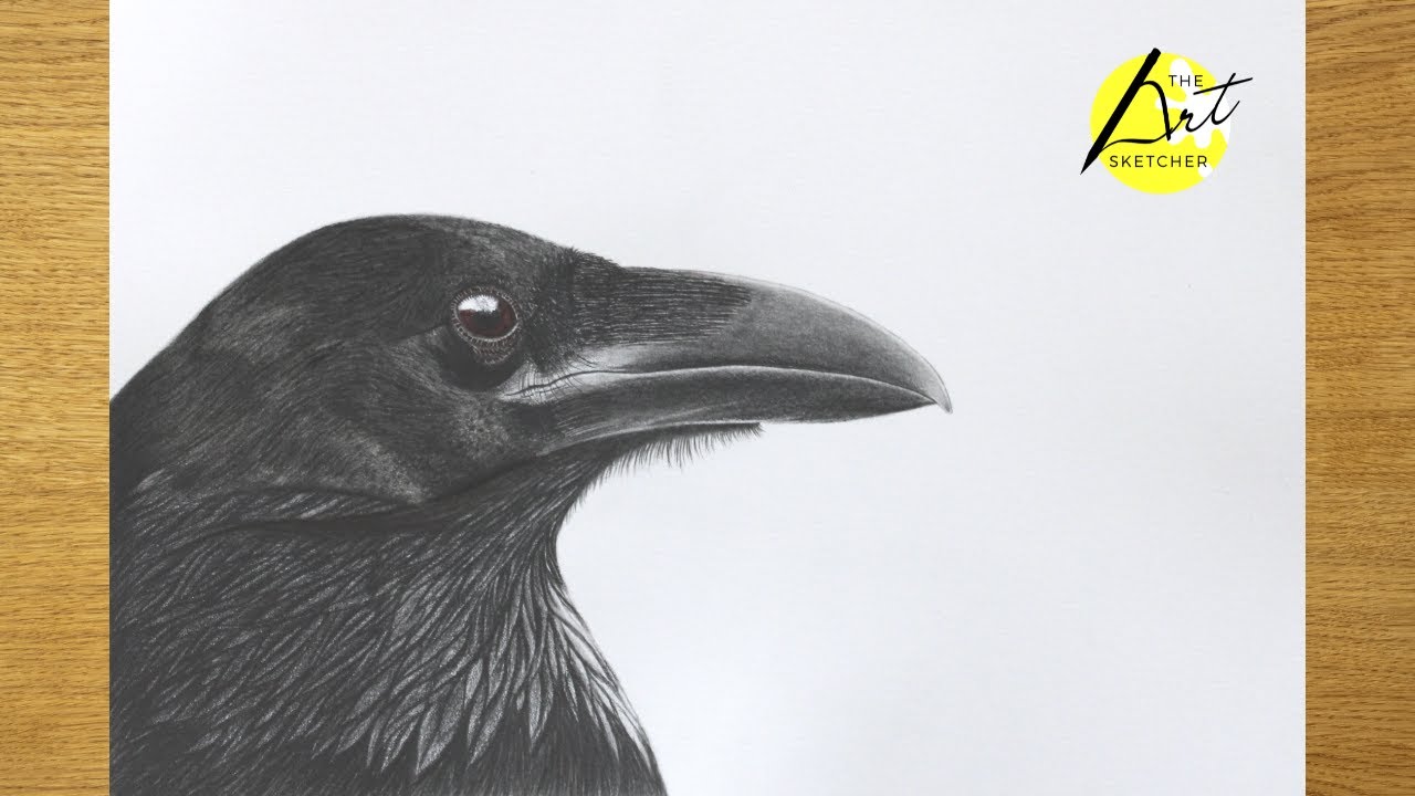 Crow Drawing with Graphite Pencil || A Crow Sketch Time Lapse Drawing ...