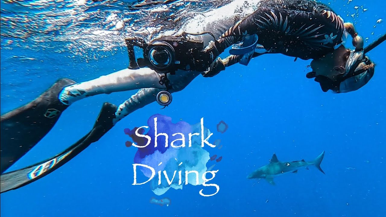 Shark Diving Experience - YouTube