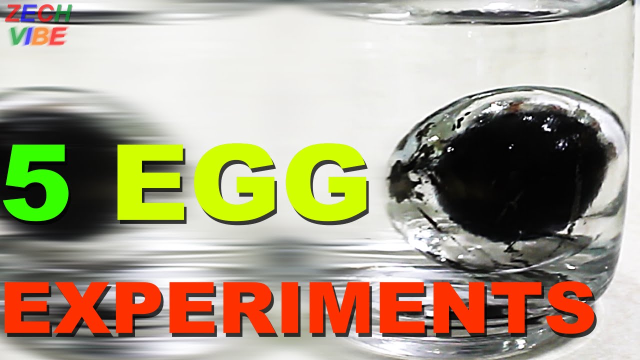 Amazing Egg Science Experiments You Can Do At Home Compilation - YouTube