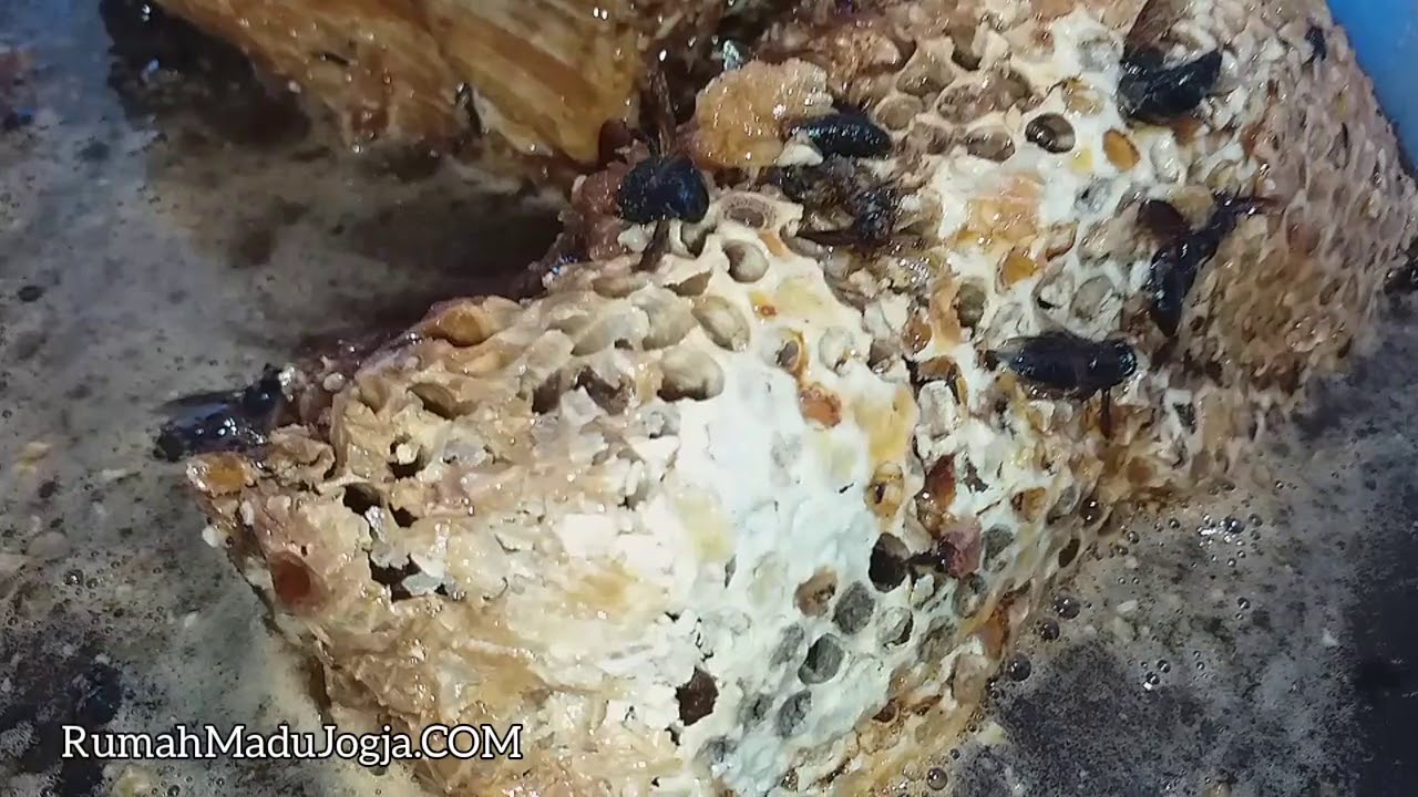 JUAL MADU ASLI HUTAN TAWON GUNG (MADU TIRIS) WA 08159998042 - YouTube