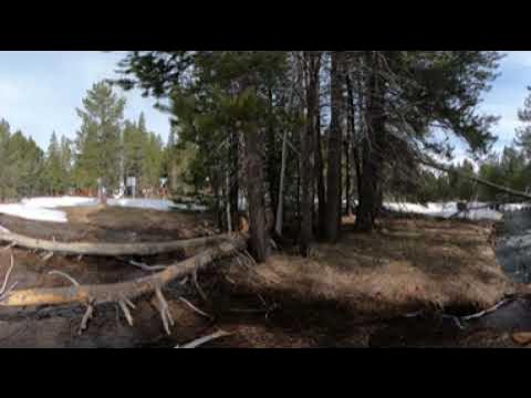 Sagehen Creek Field Station: Site 2 Spring 2022 - Creek and Conifer ...