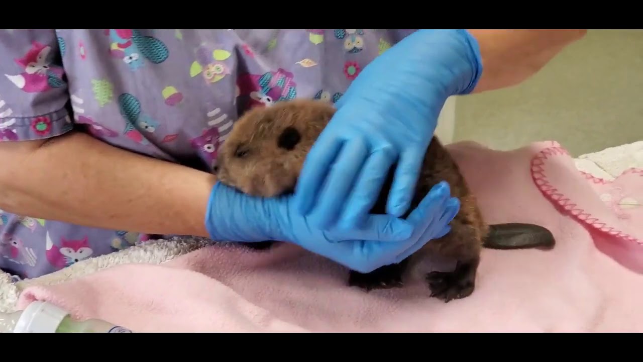Baby Beaver - YouTube