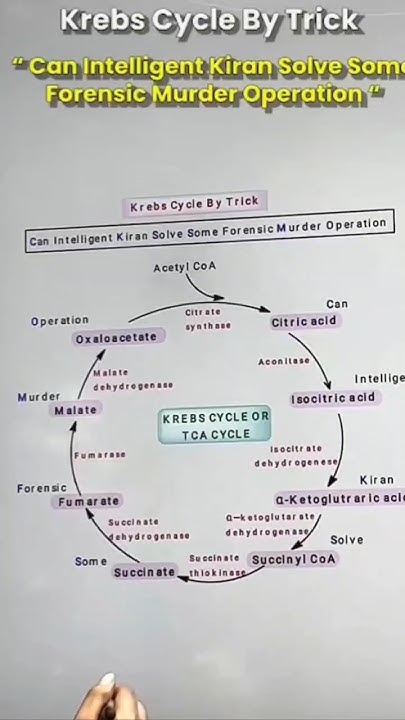 krebs cycle - YouTube