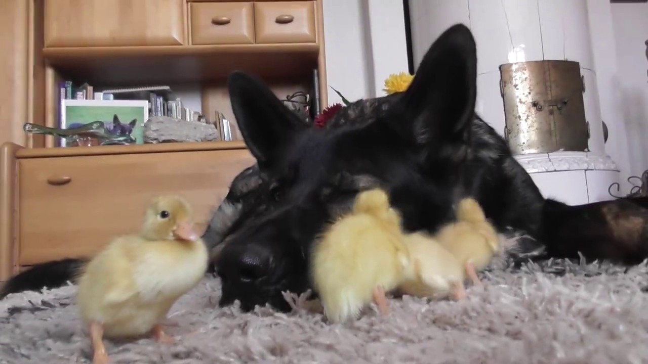 German Shephard and baby ducks - YouTube